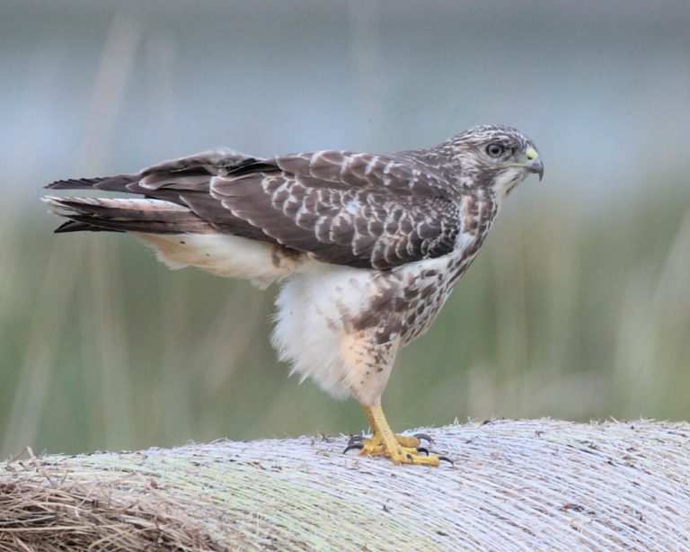 Buzzard (Common Buzzard) - Blagdon Lake Birds