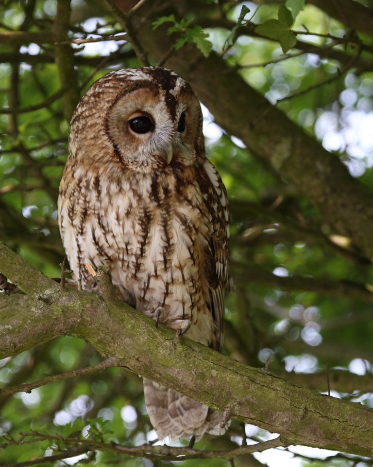 Tawny Owl - Blagdon Lake Birds